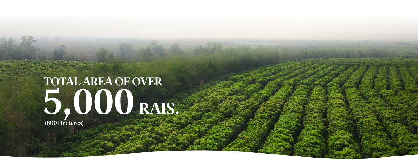 Thakolsri Farm | Premium Frozen Fruits & Vegetables Exporter Thailand